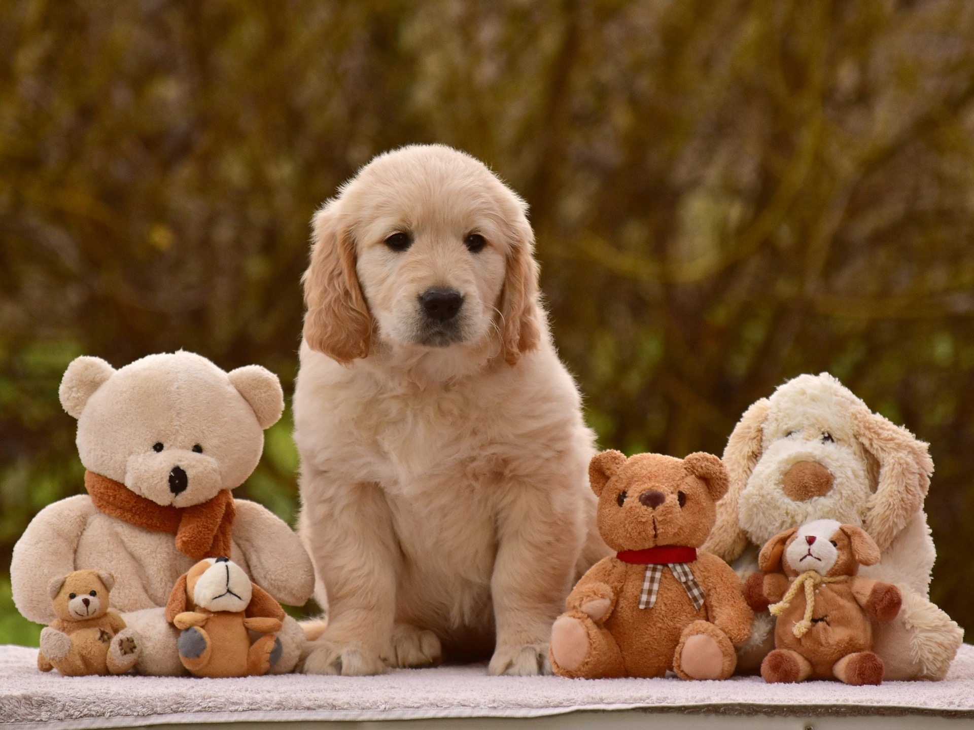 Impressive Gold Canis Regnum :: chsraspberrykingdom